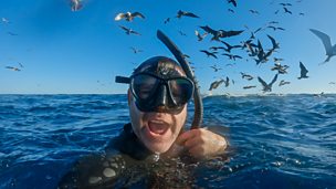 Deadly 60 - Series 5: 1. Braving the Bait Balls - BBC iPlayer