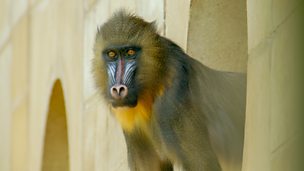 Go Wild - Series 2 - Aneeshwar and Lizzie: 20. Mandrill and Sand Lizard - Signed - BBC iPlayer