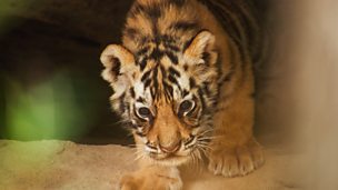 Andys Global Adventures - Series 3 – Baby Animal Missions: 14. Andy and ...