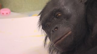 BBC One - Super Smart Animals - Panbanisha