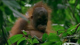 CBeebies - Our Planet