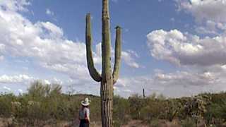 BBC Two - Science Clips, Helping Plants Grow Well, How cacti survive ...