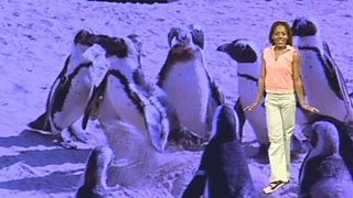 CBeebies - Boogie Beebies - Clips