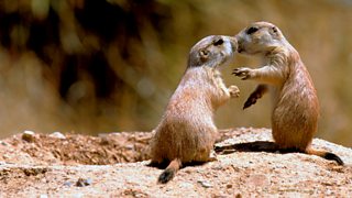 CBeebies - Little Prairie Dogs - Episode guide