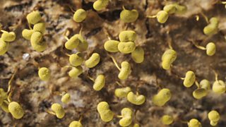 BBC One - The Great British Year, Original Series - Tim Shepherd