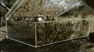 BBC Two - Super Senses: The Secret Power of Animals, Scent, A suitcase ...