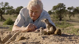 BBC Four - Life Story, First Steps, David Attenborough meets baby meerkats