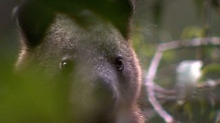 BBC One - Lost Land of the Volcano, Episode 3, Megapode birds