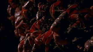 BBC One - The Blue Planet, Tidal Seas, Mangrove predators