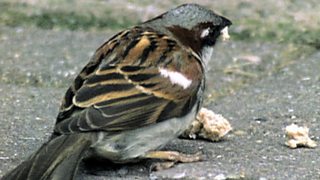 BBC Four - The Life of Birds, Signals and Songs, Sophisticated songsters