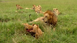 BBC One - Animal Super Parents - Lions