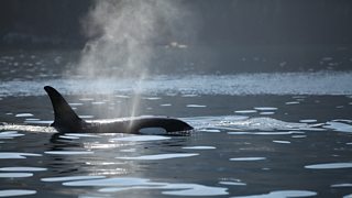 BBC One - Wild Alaska Live - More stunning images from Wild Alaska Live