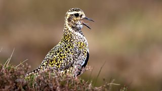 BBC Radio 4 LW - Schedules, Sunday 11 February 2018