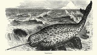 BBC Radio 4 - Radio 4 in Four - 10 incredible facts about the sloth