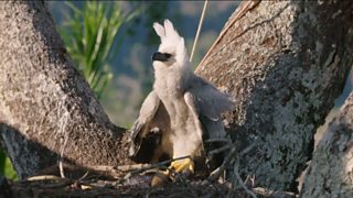 BBC One - Meat: A Threat to Our Planet?