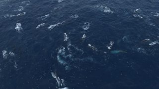 BBC One - Seven Worlds, One Planet, Series 1, Antarctica