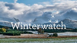 Winterwatch 2020 - Winterwatch 2020 - BBC