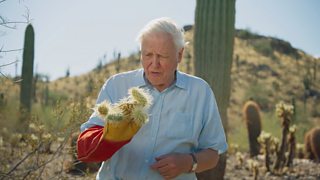 BBC One - The Green Planet, Series 1, Desert Worlds, David Attenborough ...