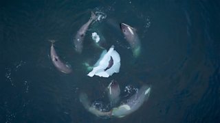 BBC Two - Expedition Killer Whale - Lessons from killer whales and ...