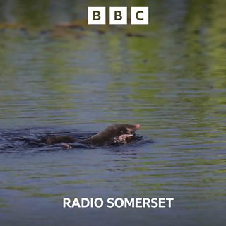 Rare sighting of mole swimming on Somerset Levels - BBC Sounds