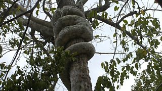 Equatorial ecosystem - Natural regions - National 5 Geography Revision ...