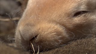 Science KS1 & KS2: What is a rabbit warren like? - BBC Teach