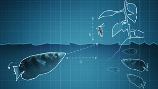 Can fish master physics? - BBC Bitesize