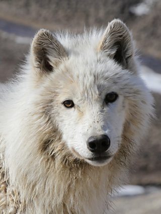 BBC Two - Snow Wolf Family and Me - Atka