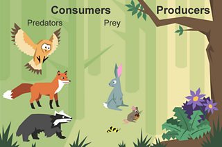 Food Chains - BBC Bitesize