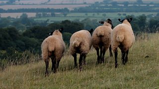 BBC Blogs - The Archers - Sheep shearing and crutching