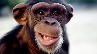 BBC Radio 4 - Natural Histories, Monkeys And Apes - 10 things you ...
