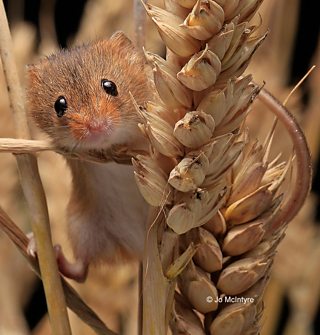 BBC Arts - Get Creative - Second nature: how to take the best wildlife ...