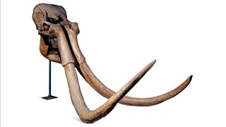 BBC Radio 4 - Natural Histories, Mammoths - 13 mammoth facts about mammoths