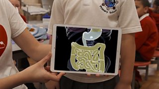 KS2 Science: How the human body grows - BBC Bitesize