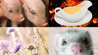 BBC Radio 4 - The Archers - Important moments from Archers history to ...