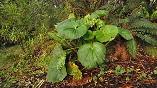 BBC One - Planet Earth II - Megaherbs of the sub Antarctic islands