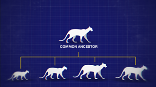 National 5 Biology questions - Evolution of species - National 5 ...