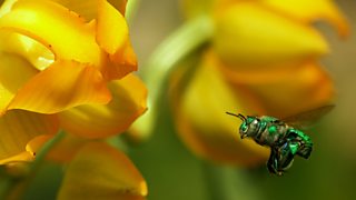 BBC Two - Mexico: Earth's Festival of Life - Filming orchid bees ...