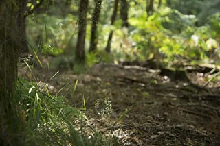 BBC Two - Springwatch - Explore a British forest through this beautiful ...