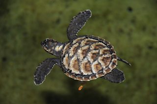 BBC Radio 4 - Natural Histories - Seven reasons why turtles are totally ...