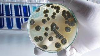 Microorganisms and health - GCSE Combined Science - BBC Bitesize