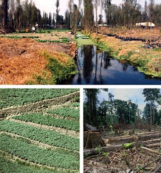 Why was farming so important to the Maya? - BBC Bitesize