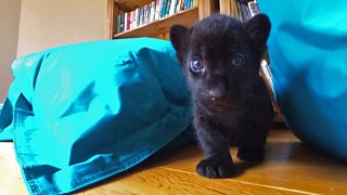 BBC Two - Big Cats about the House - In pictures: Maya's early days