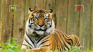 The Zoo - CBBC - BBC