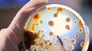 Nutrition, digestion and excretion - KS3 Biology - BBC Bitesize