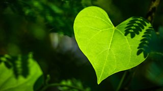 Wildlife conservation - BBC News