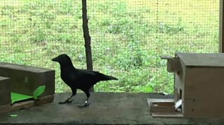 Životinje i priroda Srbije: Otkud sova utina u panonskoj Kikindi - BBC ...