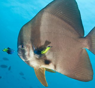 Mutualism - Revise: Symbiosis - Higher Biology Revision - BBC Bitesize