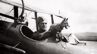Why were animals useful in World War One? - BBC Bitesize