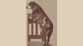 Who was Sergeant Stubby? - BBC Bitesize